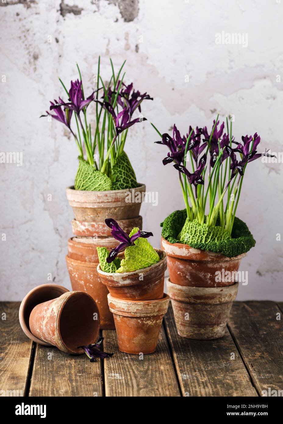 Still life with purple iris flowers decorated with green savoy cabbage ...