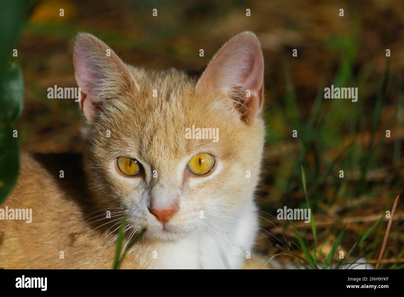 Ginger Tabby Cat exploring in the green grass Stock Photo - Alamy