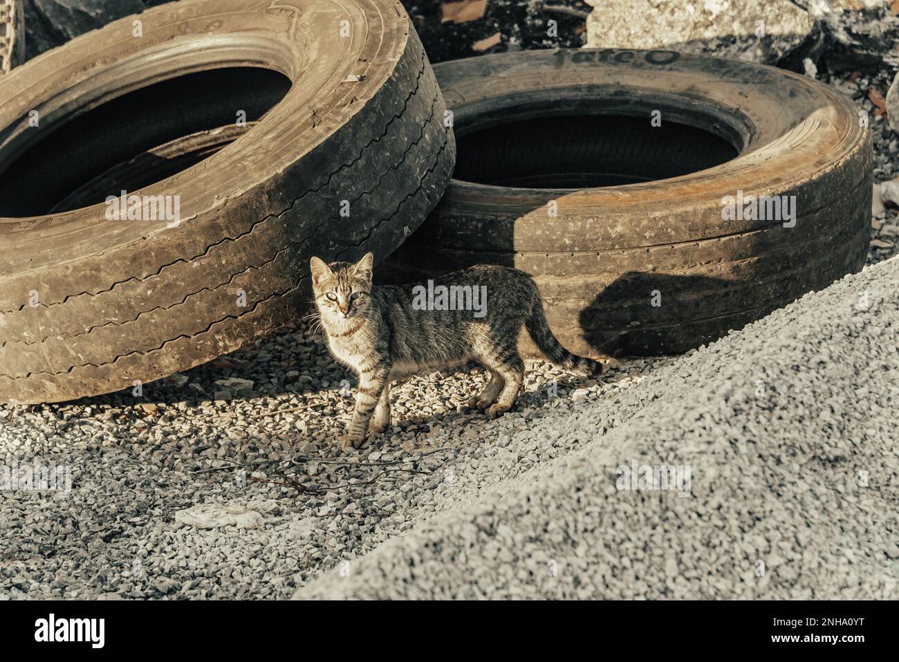 A cat near old tires on the street. City of Valenca, Bahia Stock Photo ...