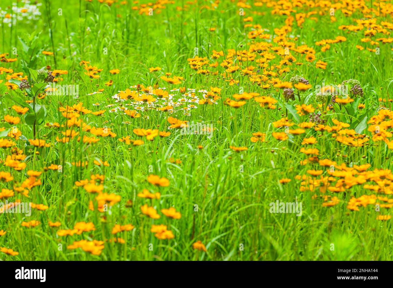 Field of common milkweed, wild daisies and coreopsis flowers during the ...