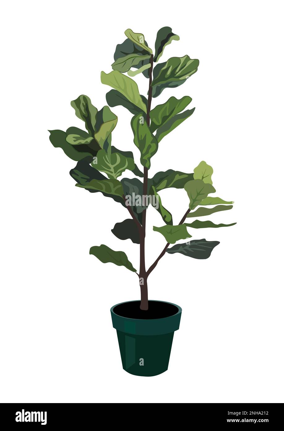 House plant Ficus Lyrata vector art illustration Stock Vector Image ...