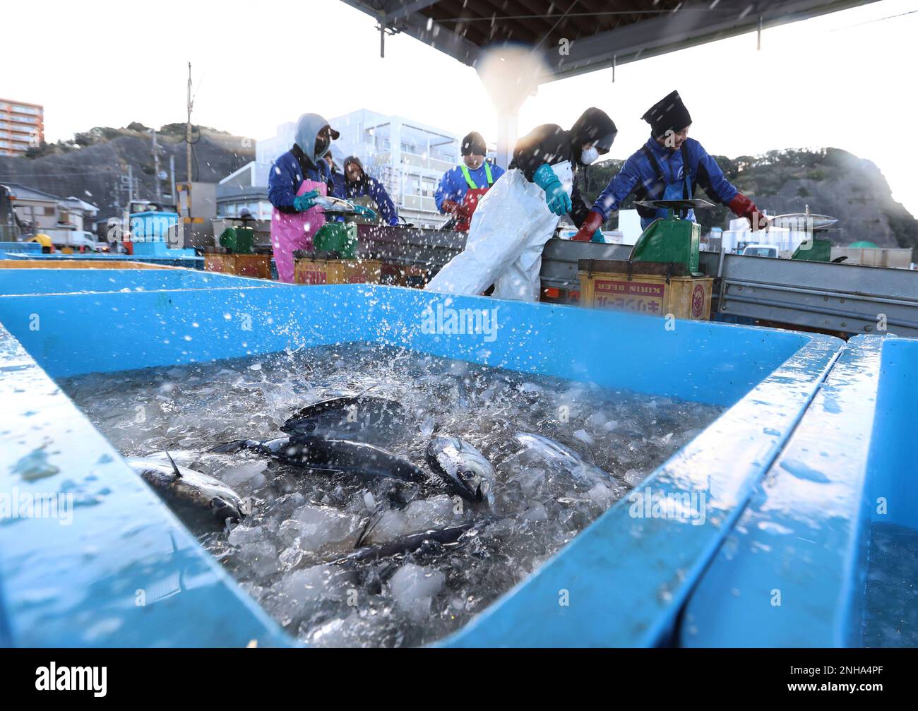 Fish persons land the first catch of bonito at Katsuura Port in Chiba ...