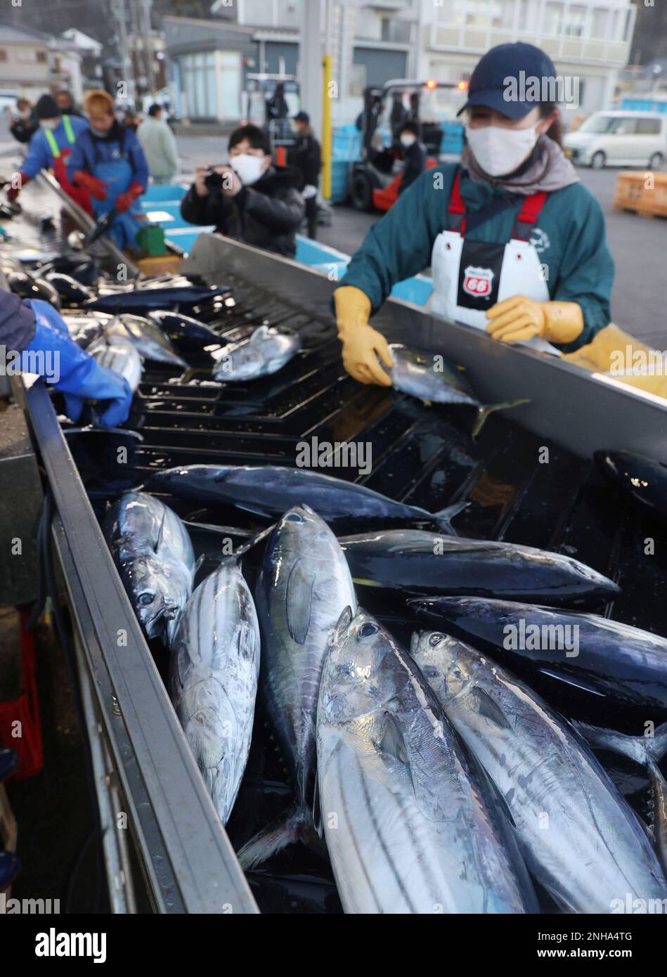 Fish persons land the first catch of bonito at Katsuura Port in Chiba ...