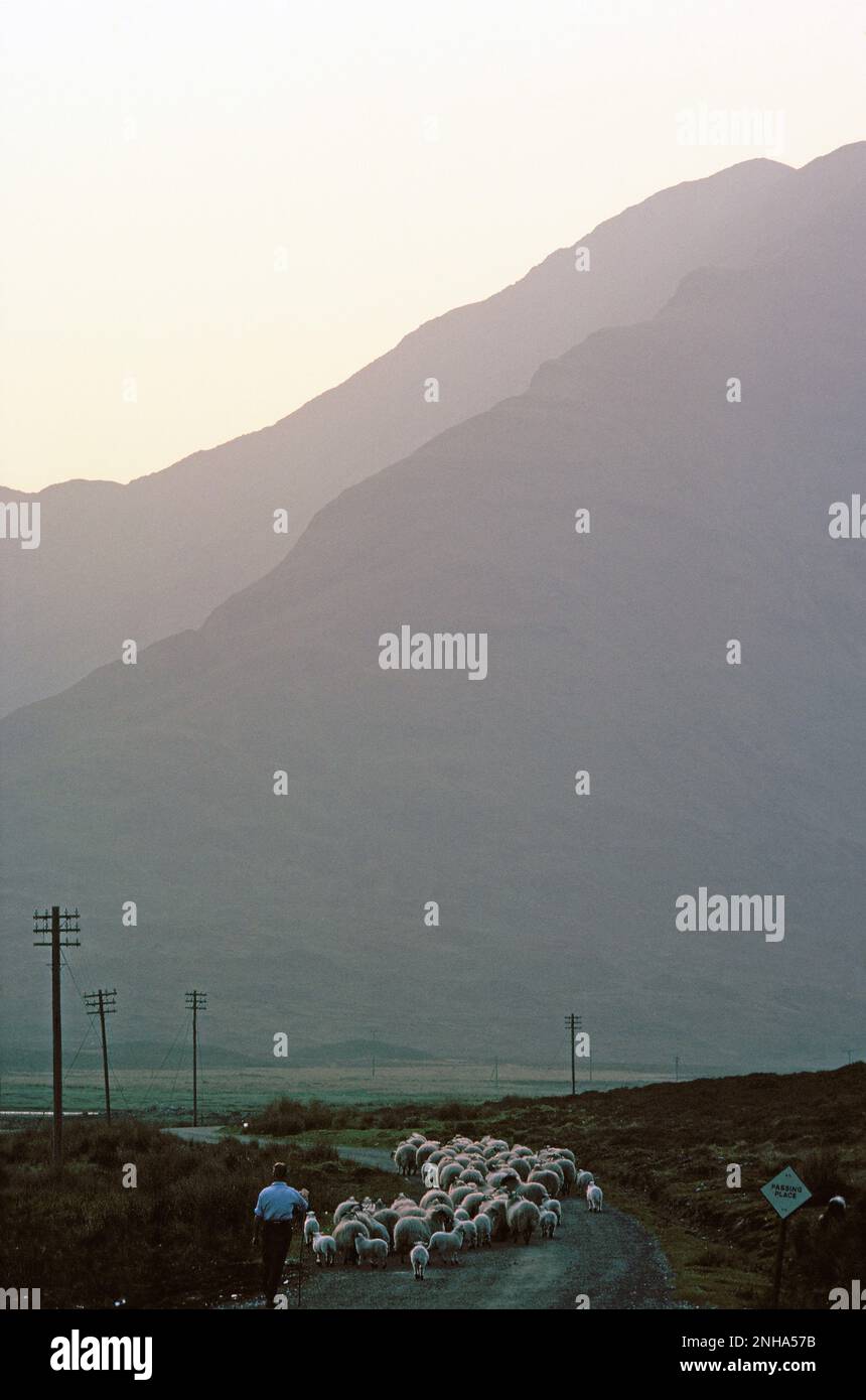 Scotland. Highlands. Farmer on country road with flock of sheep Stock ...