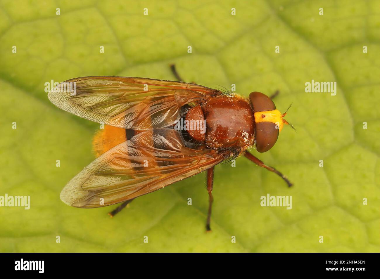 Dorsal closeup on a large hornet mimic hoverfly Volucella zonaria ...