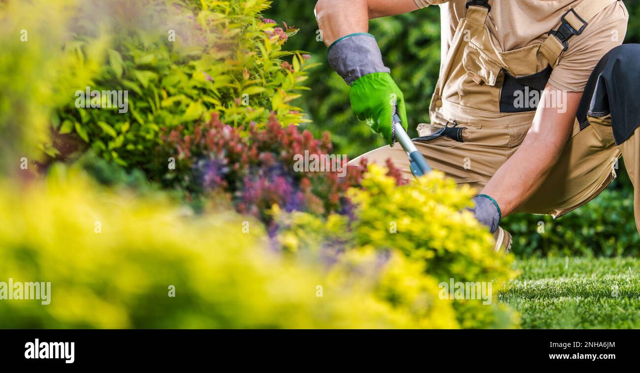 Caucasian Man Working Inside a Garden. Spring Time Backyard Plants ...