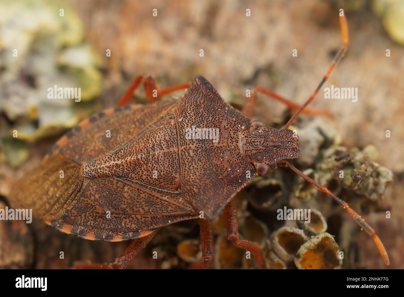 Detailed Closeup on the brown Dock leaf bug, Arma custos sitting on a ...