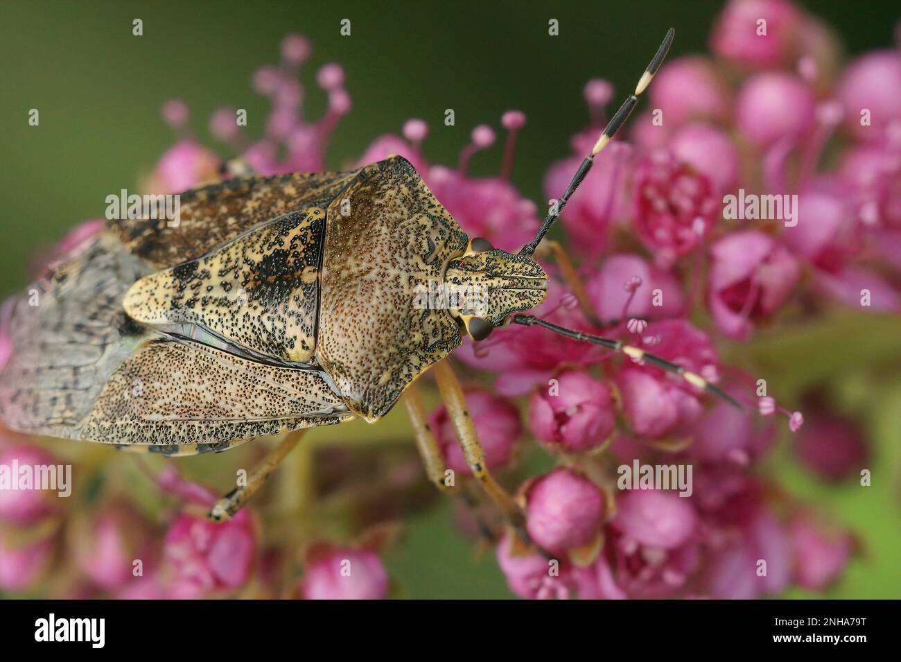 Closeup on the European mottled shieldbug, Rhaphigaster nebulosa ...
