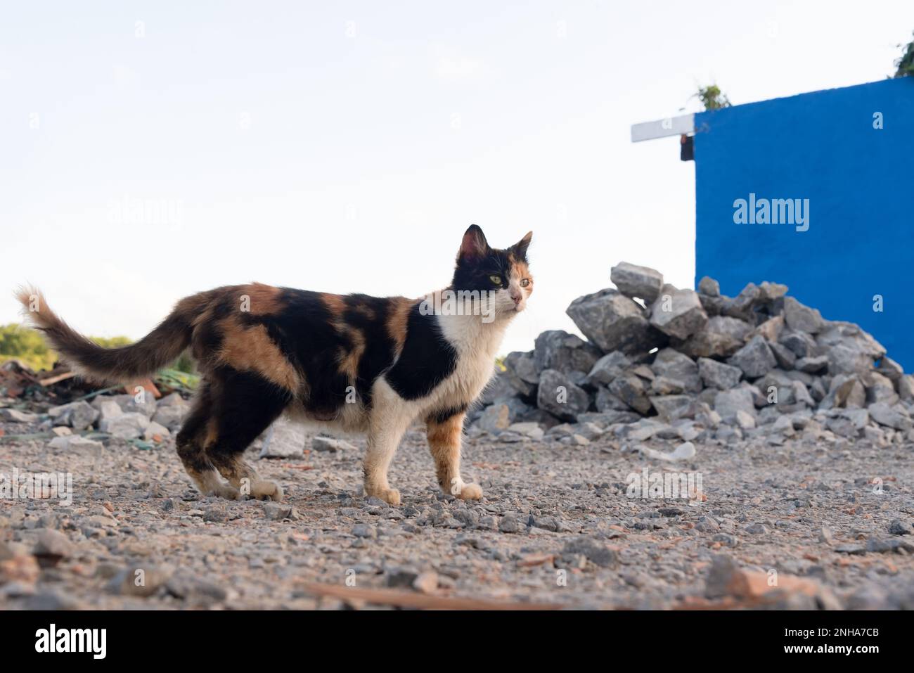 An attentive tabby cat on the sand and concrete street. City of Valenca ...