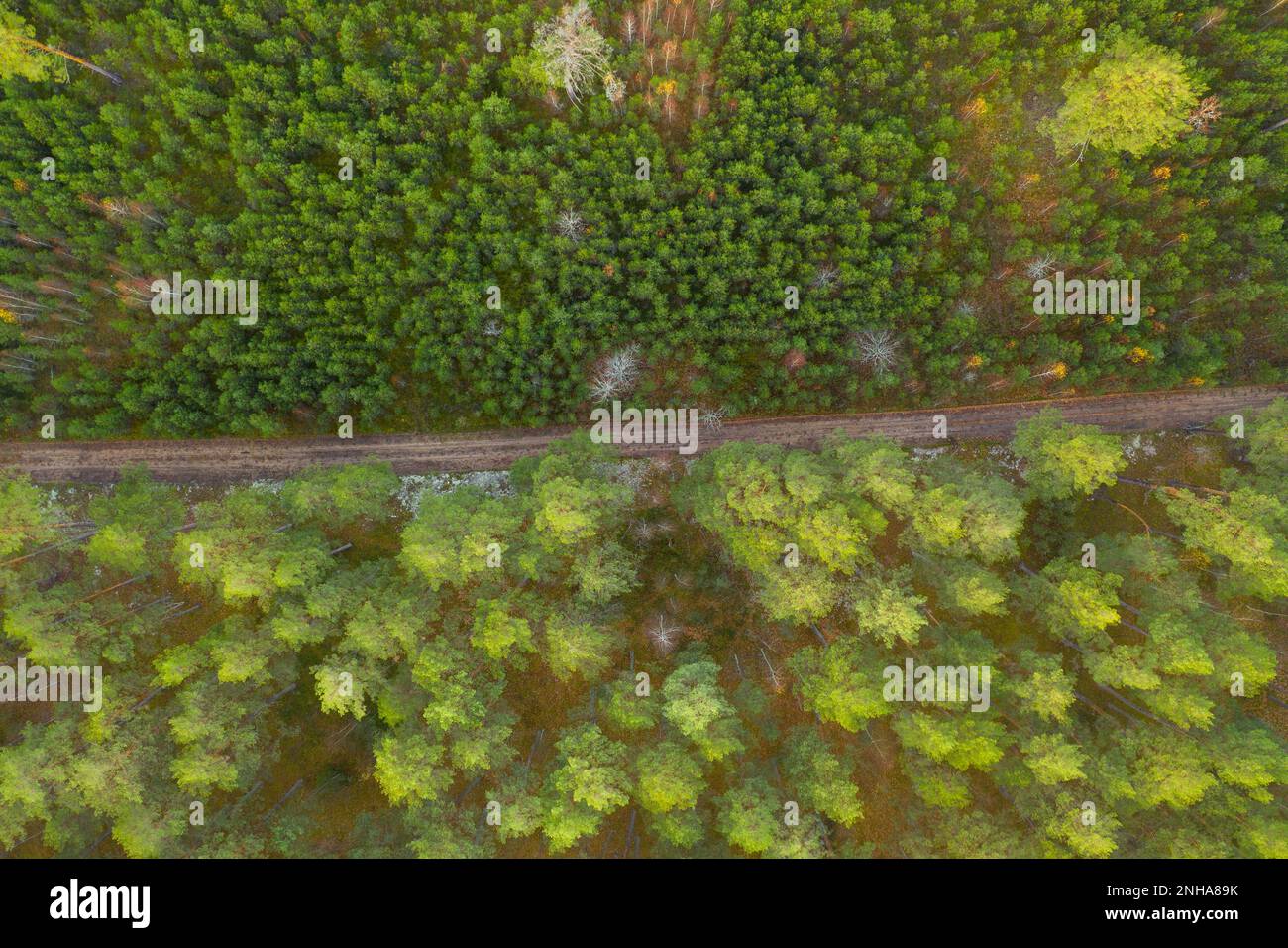 Drone photography of old forest, growing new replanted trees and road ...