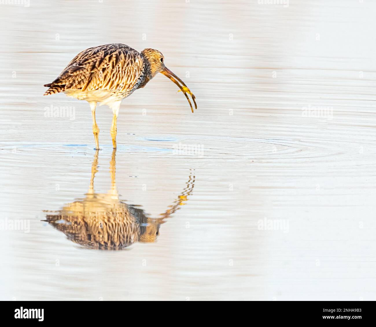 Curlew in the sun hi-res stock photography and images - Alamy