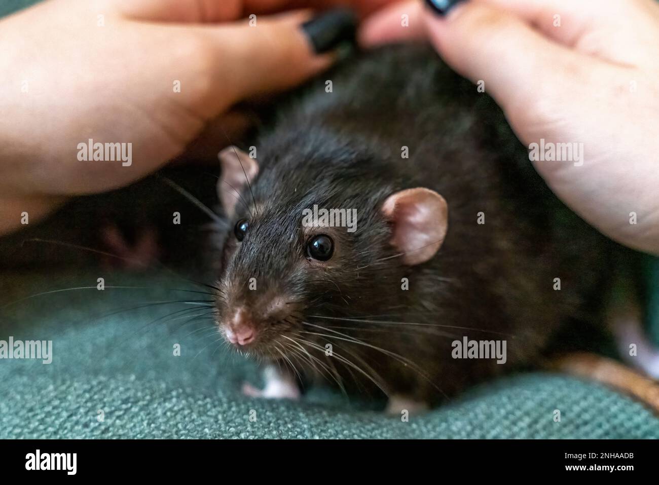 Black domestic rat Dumbo in female hands Stock Photo - Alamy