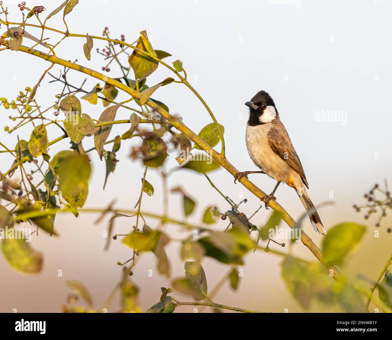 White cheek hi-res stock photography and images - Alamy