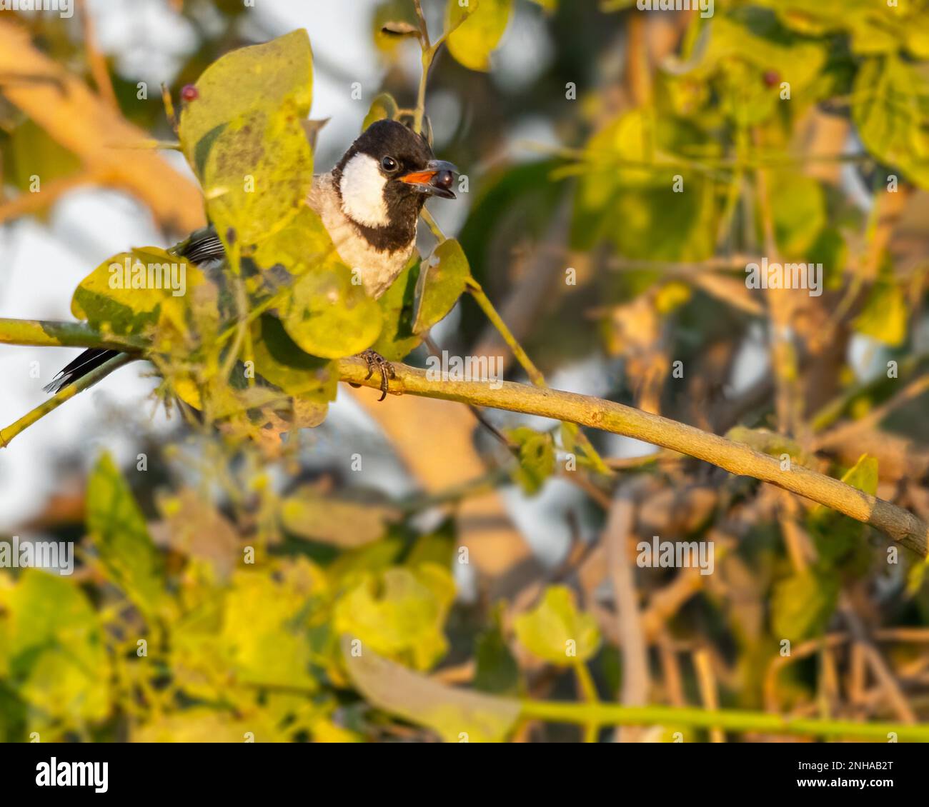 White cheek bulbul having food from tree Stock Photo - Alamy