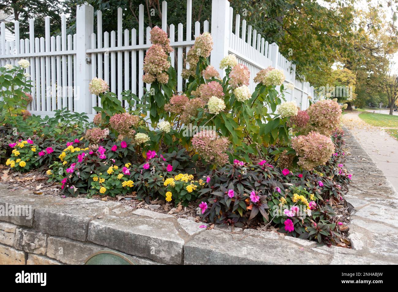 Landscaping Hydrangeas With White Picket Fences Favorite Places To