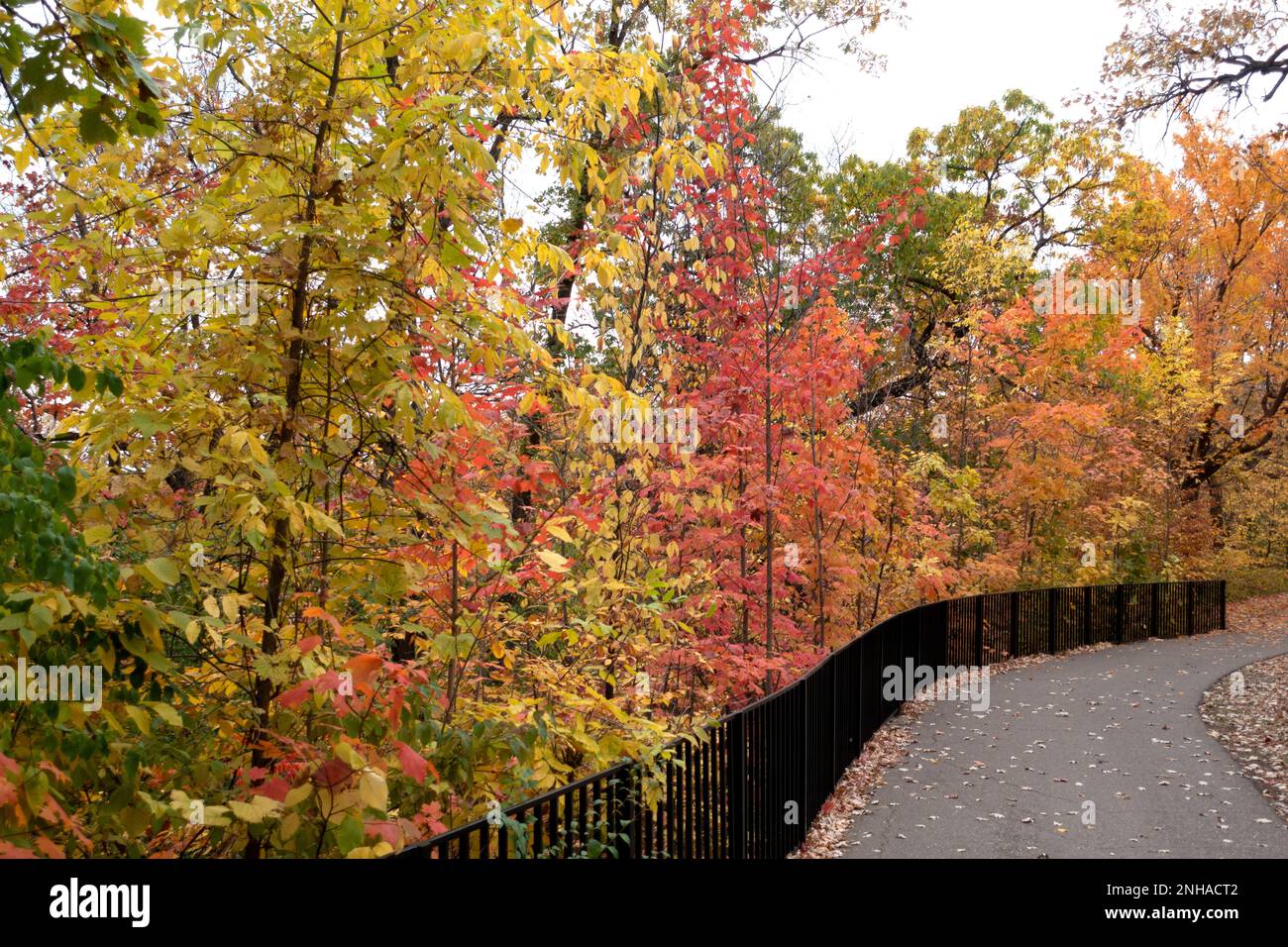 Curved sidewalk trail with red yellow green autumn foliage by a black ...