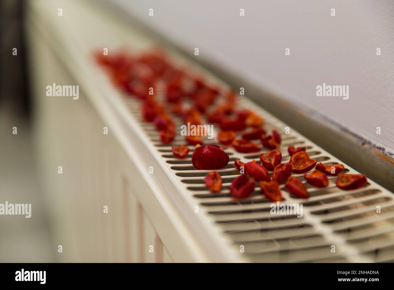 Drying rose hips on the radiator Stock Photo - Alamy