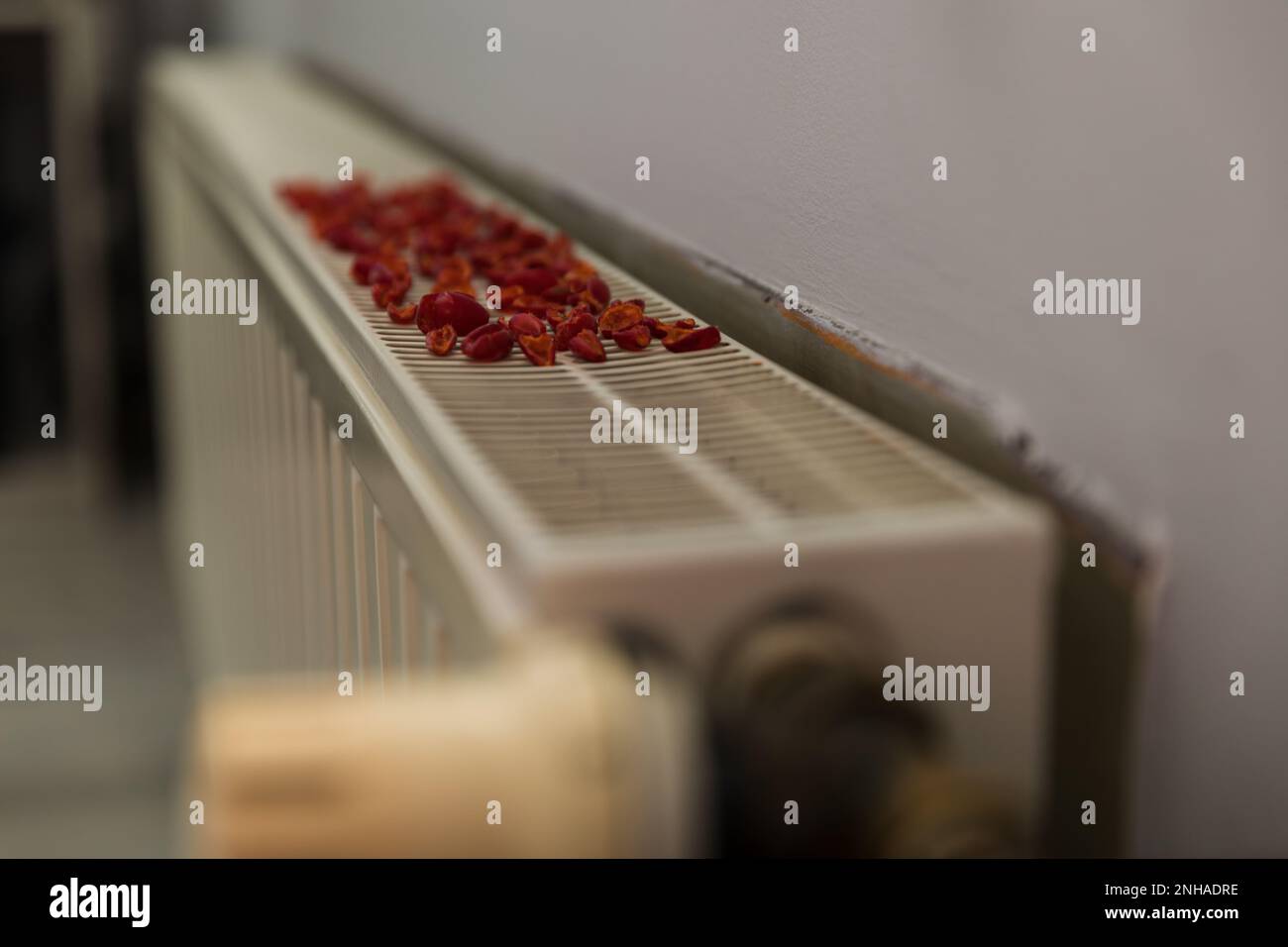Drying rose hips on the radiator Stock Photo - Alamy
