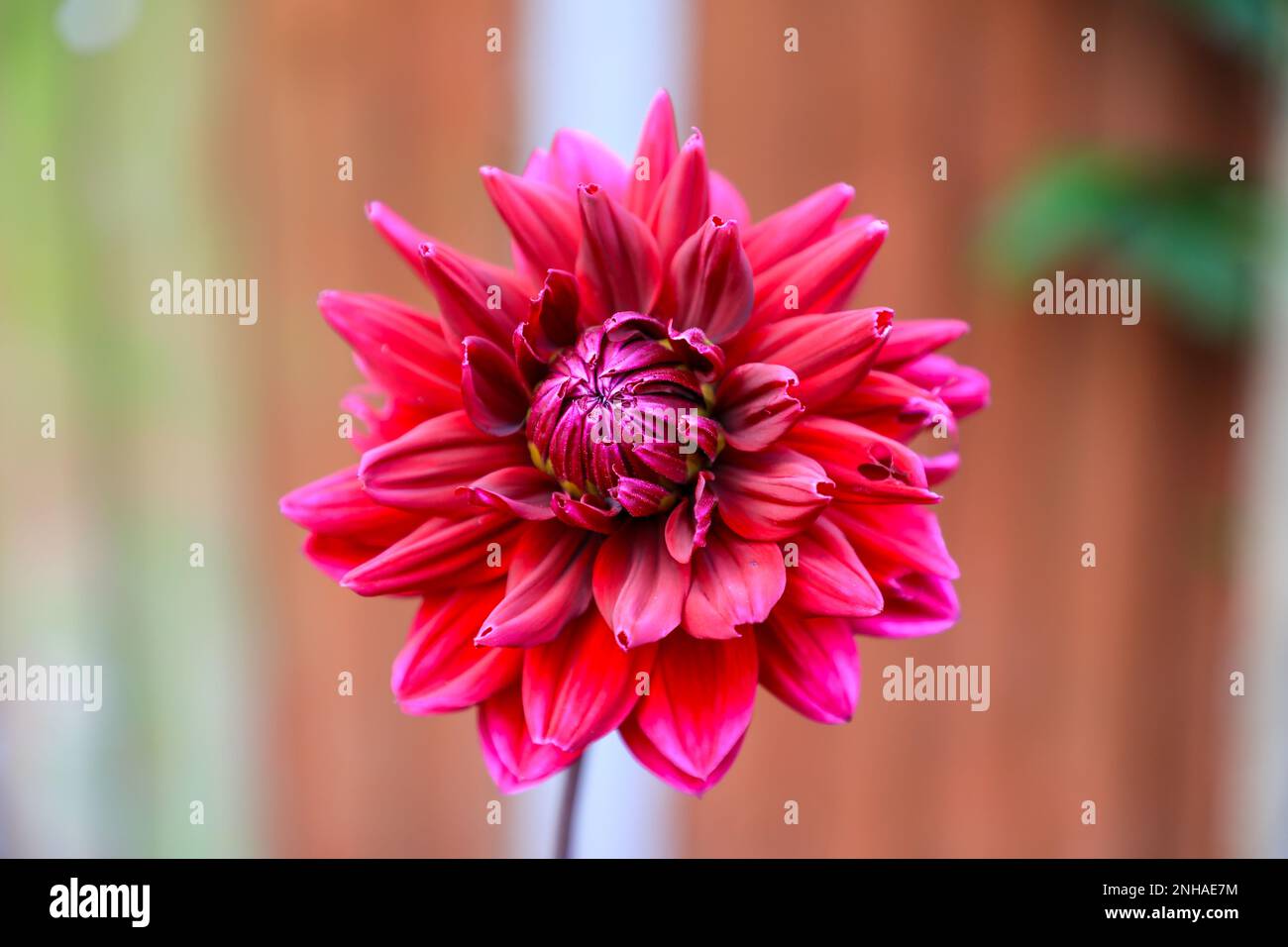 A red flower head of a Dahlia, 'Sam Hopkins', England, UK Stock Photo ...