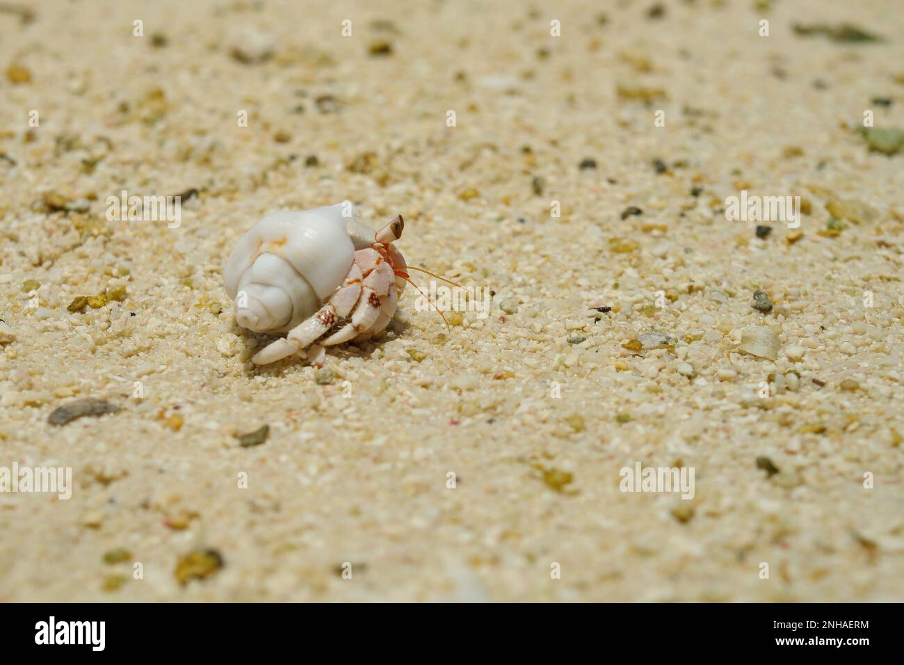 Hermit crab with white shell carrying it's home across the salty beach Stock Photo - Alamy