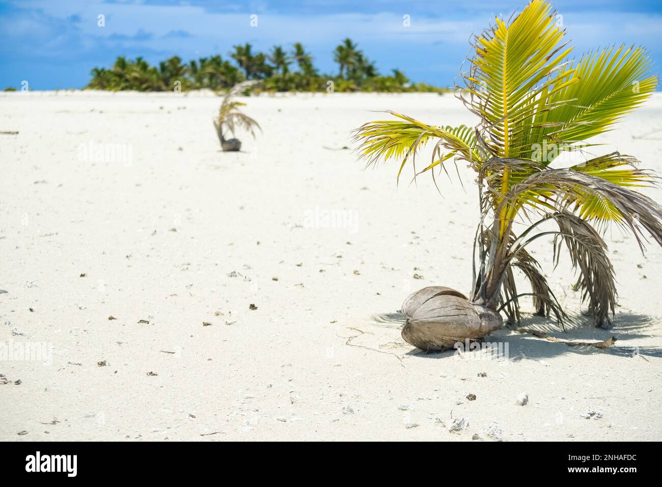 Coconut sprouting in to palm tree on white coral sand on South Pacific ...