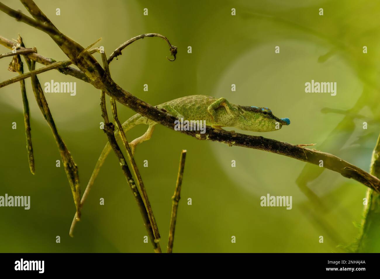 Northern Blue-nosed Chameleon, Calumma linotum inMontagne D'Ambre ...