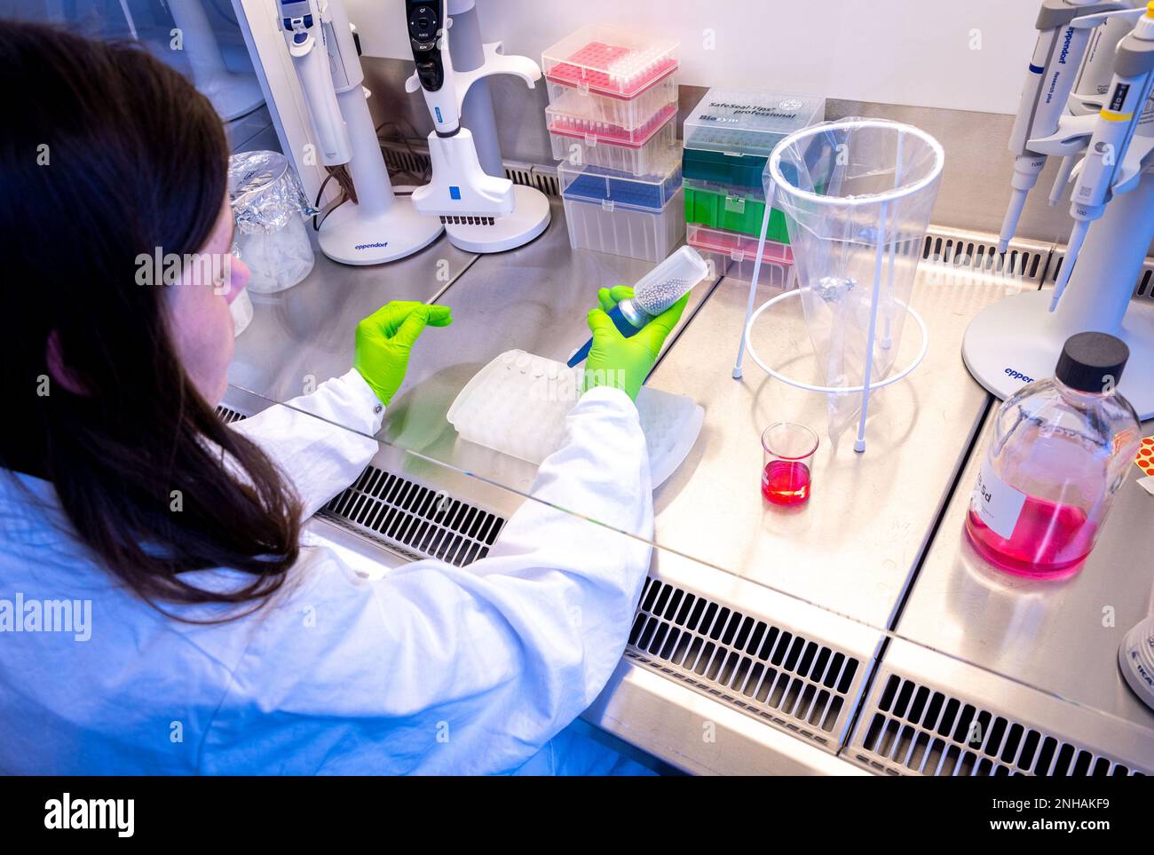 Riems, Germany. 31st Jan, 2023. Mandy Schäfer prepares a molecular ...