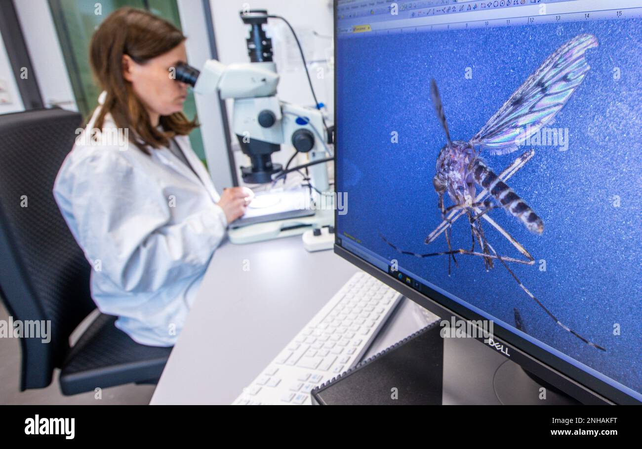 Riems, Germany. 31st Jan, 2023. Mandy Schäfer examines a ringworm ...