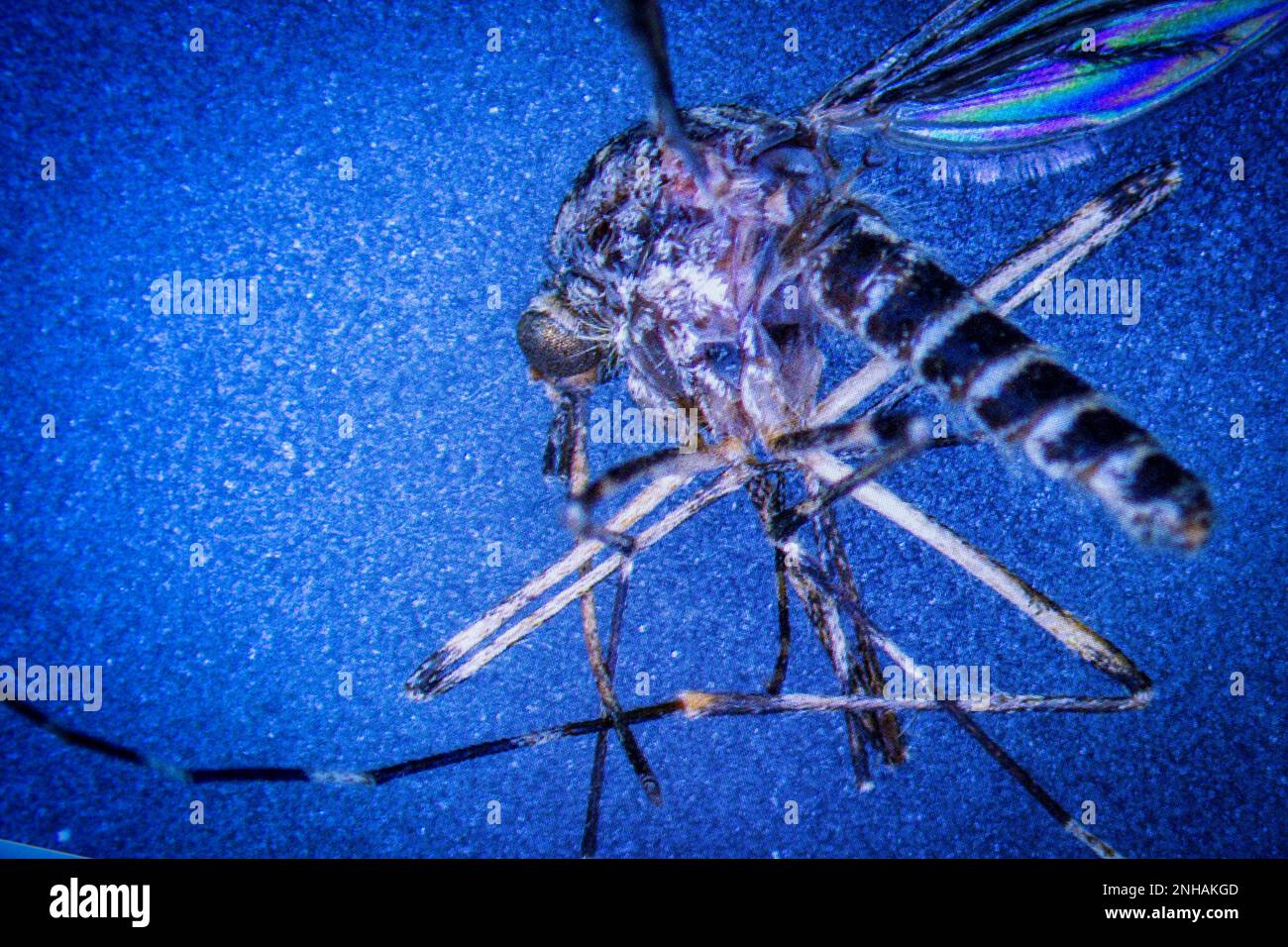 Riems, Germany. 31st Jan, 2023. A ringworm mosquito (Culiseta annulata ...