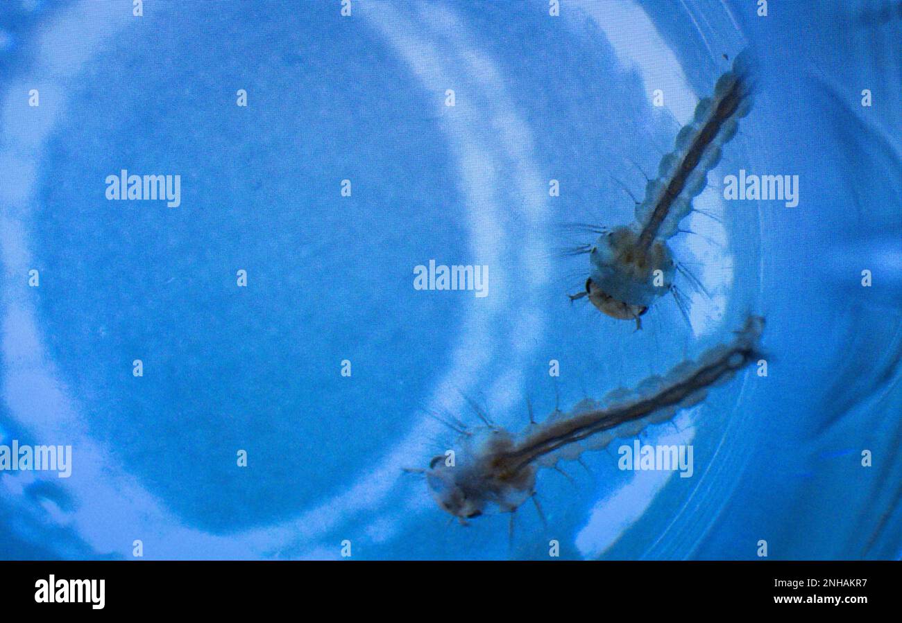 Riems, Germany. 31st Jan, 2023. Two mosquito larvae can be seen on a ...
