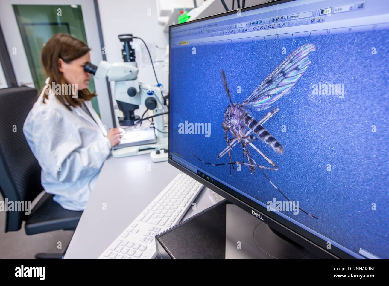Riems, Germany. 31st Jan, 2023. Mandy Schäfer examines a ringworm ...