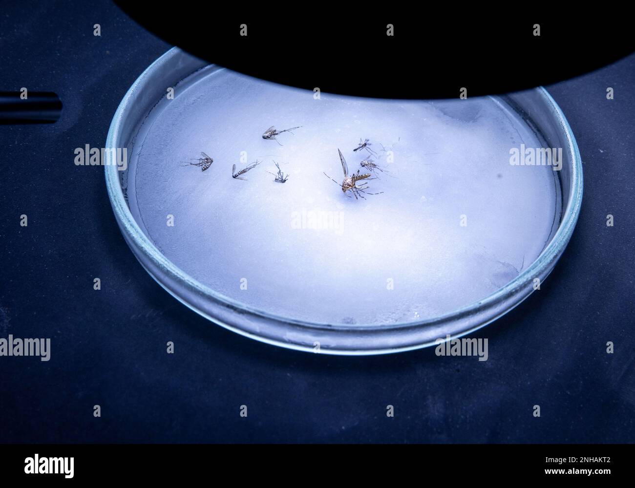 Species under examination hi-res stock photography and images - Alamy