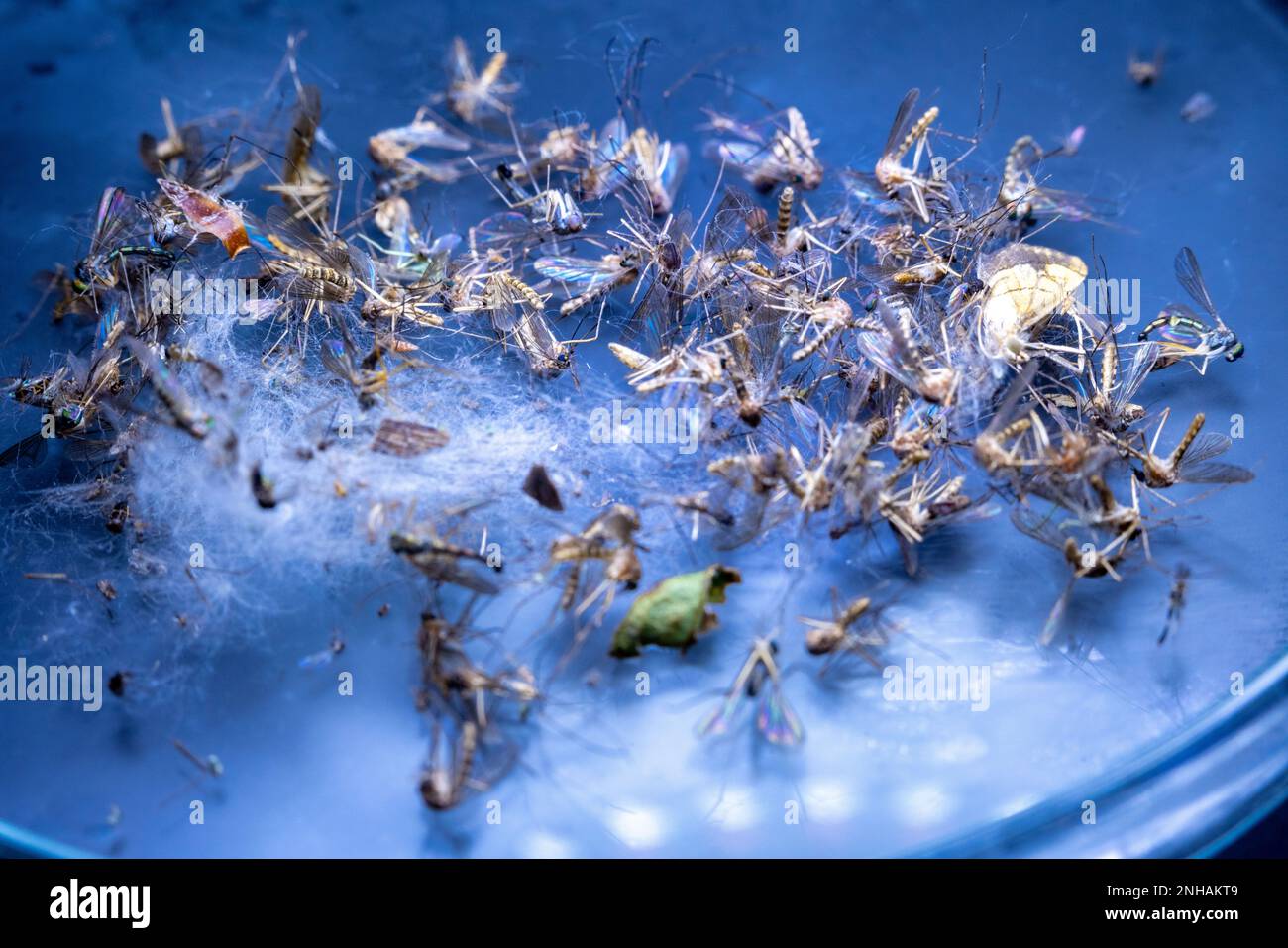 Riems, Germany. 31st Jan, 2023. Frozen mosquitoes lie under a ...