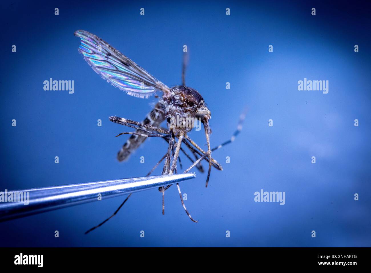 Riems island hi-res stock photography and images - Alamy