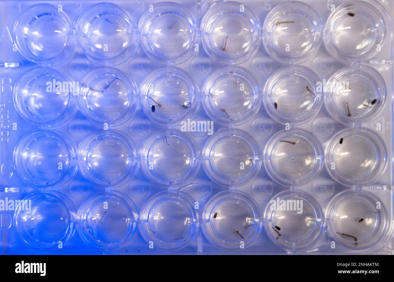 Riems, Germany. 31st Jan, 2023. Mosquito larvae swim in a breeding ...