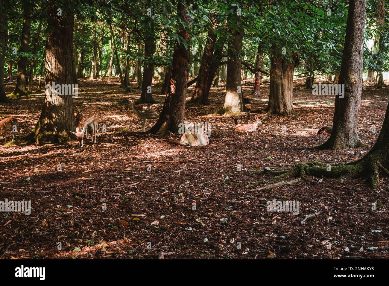 Silhouette head in profile vector hi-res stock photography and images ...