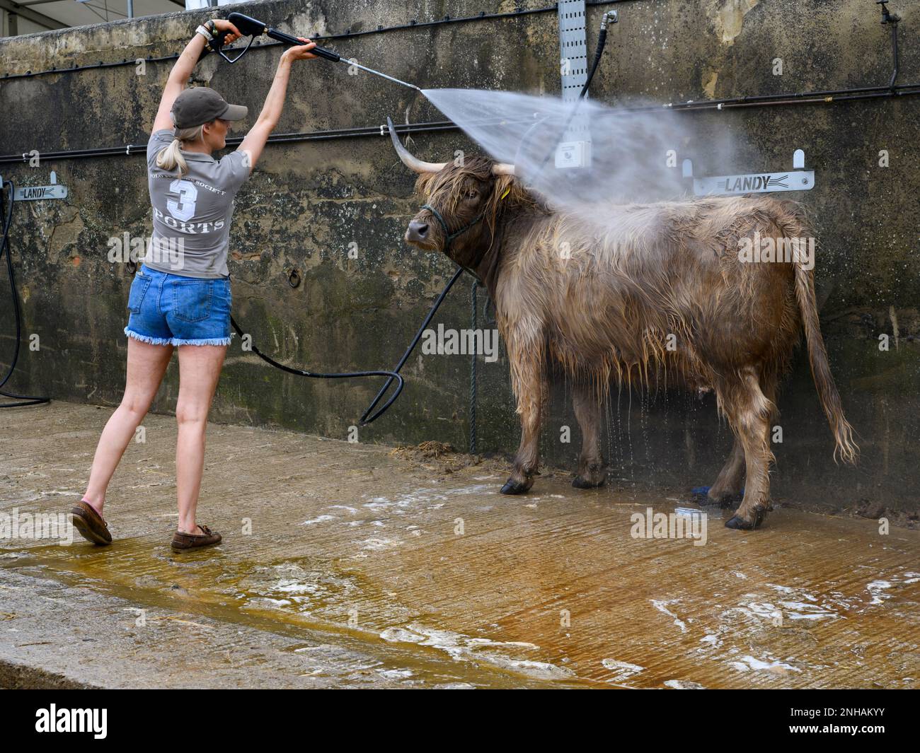 1 one wet highland bull hi-res stock photography and images - Alamy