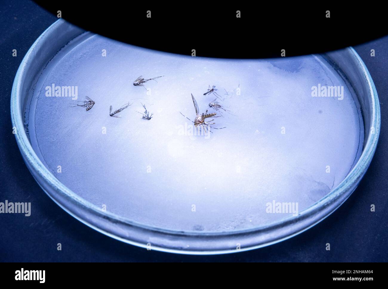 Riems, Germany. 31st Jan, 2023. Frozen mosquitoes lie under a ...