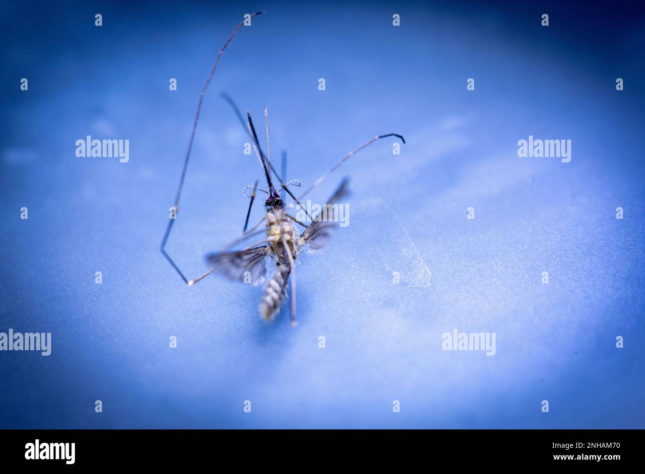 Riems, Germany. 31st Jan, 2023. A large ringworm lies under a ...
