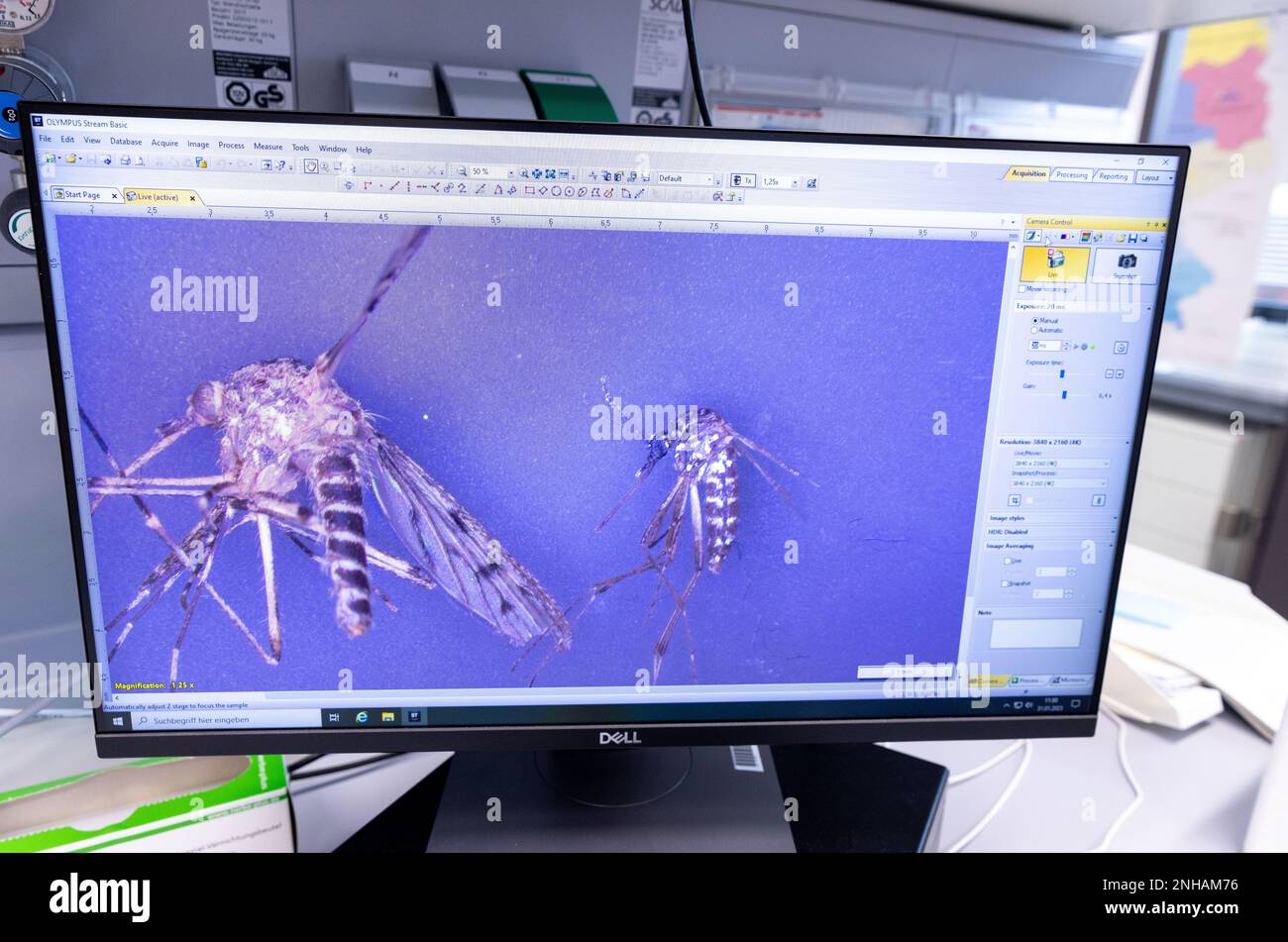 Riems, Germany. 31st Jan, 2023. A large ringworm mosquito (l) and a ...