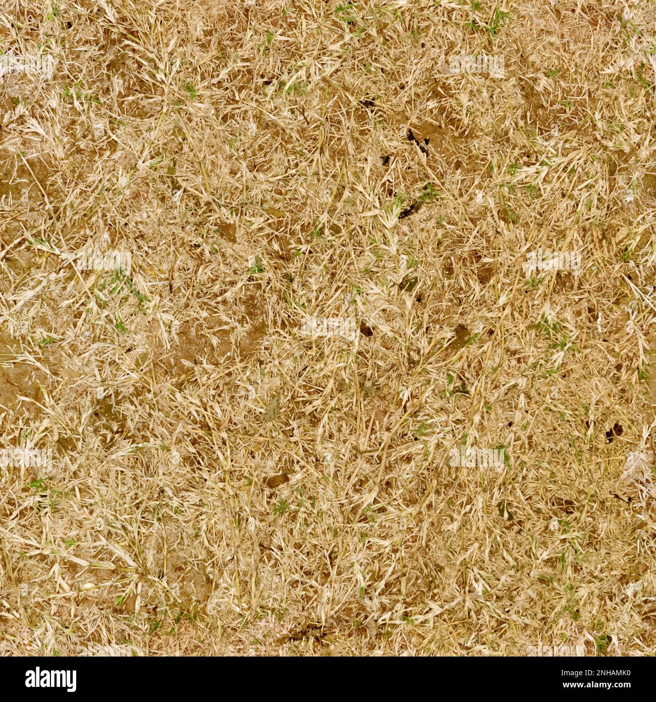 Dried grass texture background in summer from above Stock Photo - Alamy