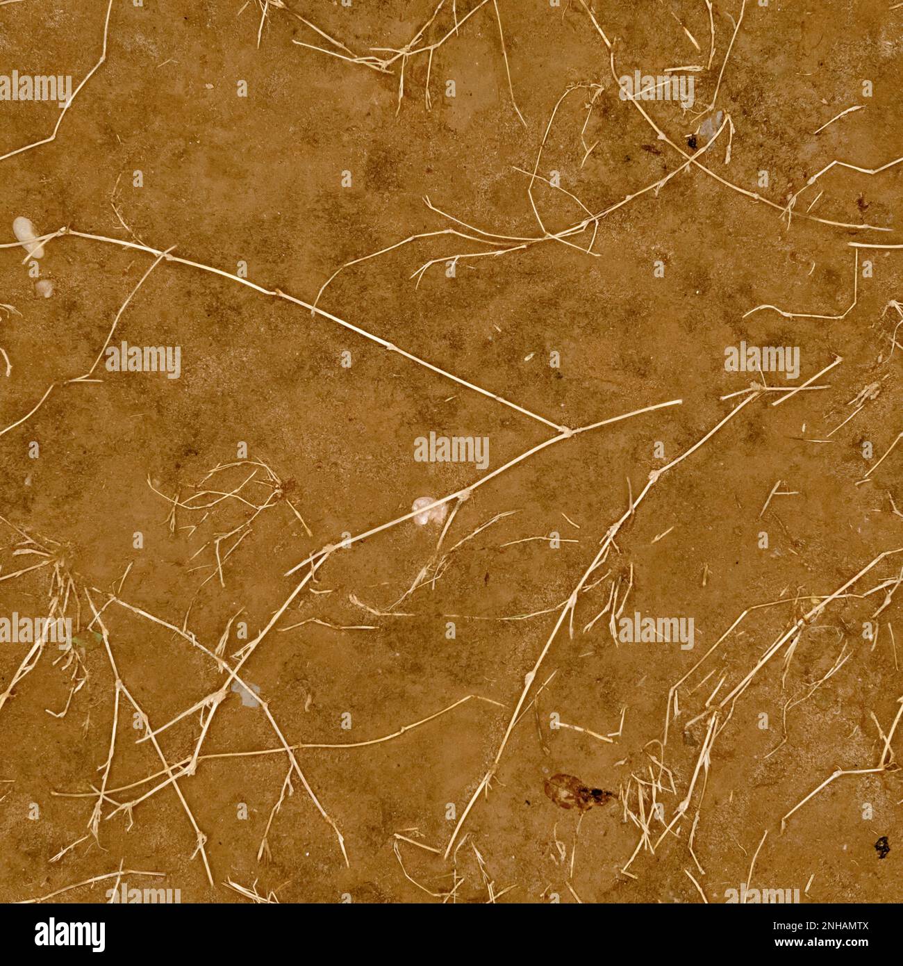 Dried grass texture background in summer from above Stock Photo - Alamy