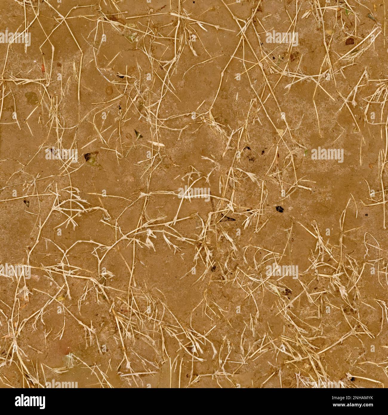 Dried grass texture background in summer from above Stock Photo - Alamy