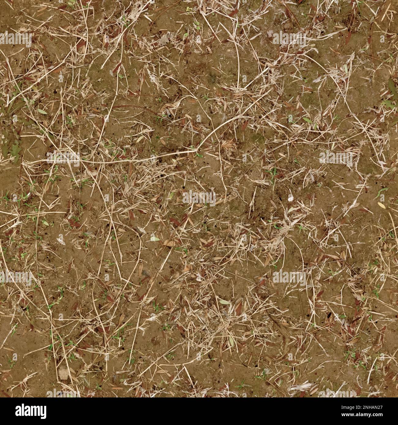 Dried grass texture background in summer from above Stock Photo - Alamy