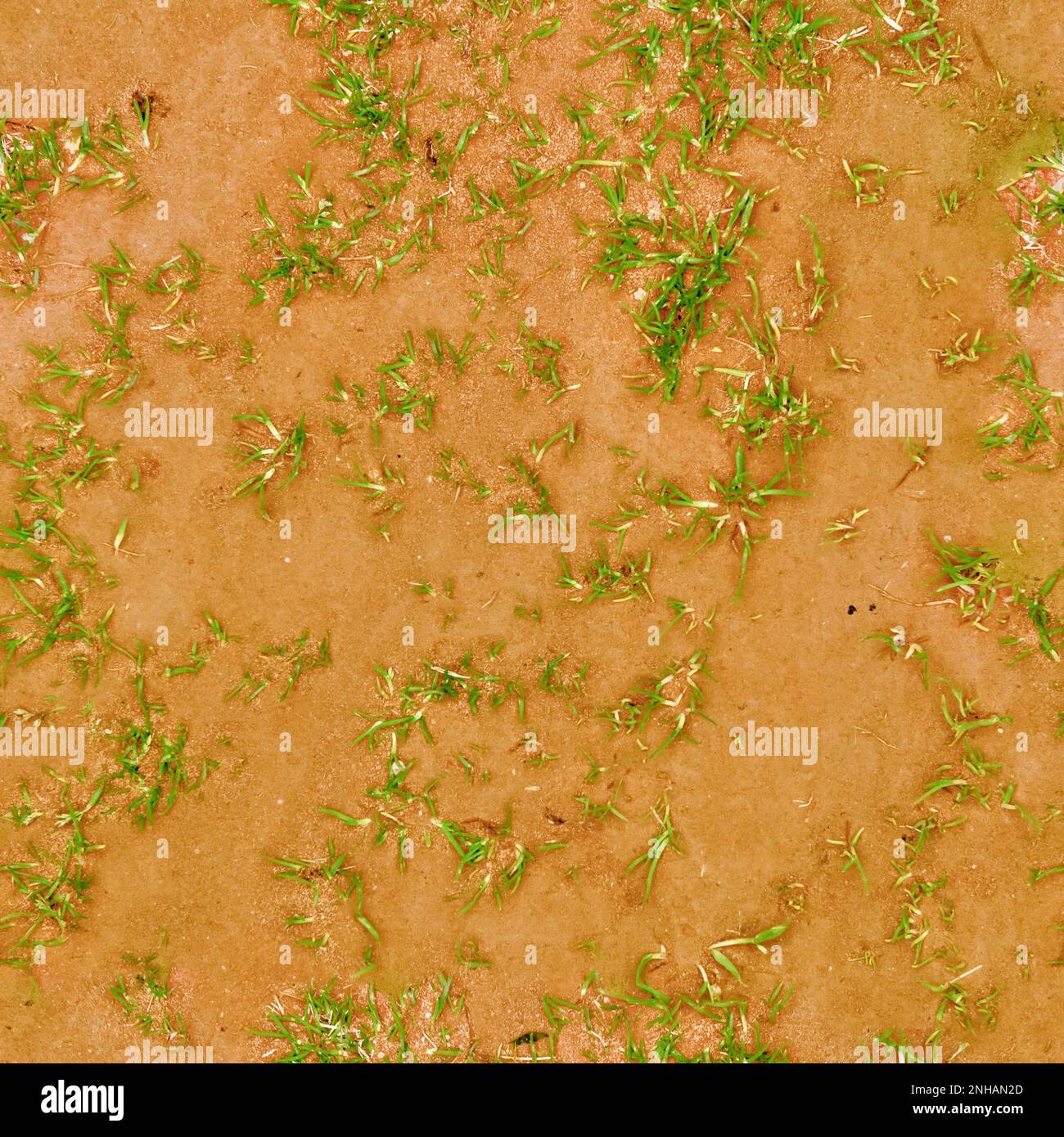 Dried grass texture background in summer from above Stock Photo - Alamy