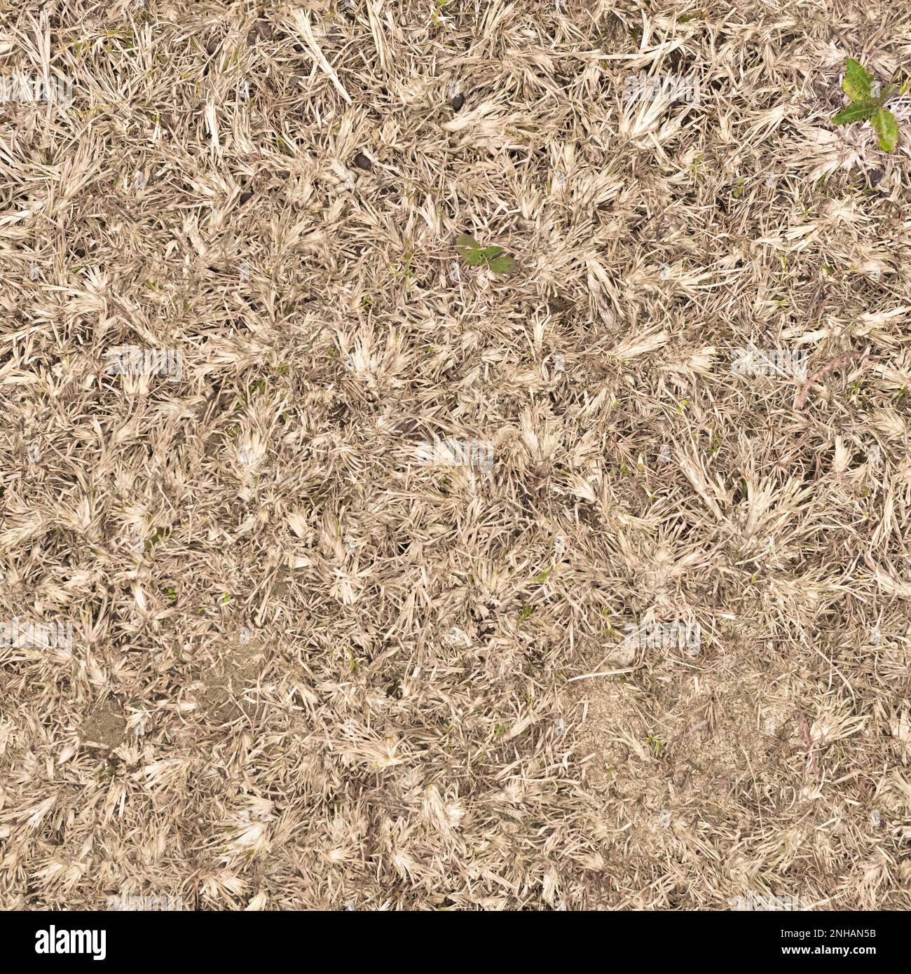 Dried grass texture background in summer from above Stock Photo - Alamy