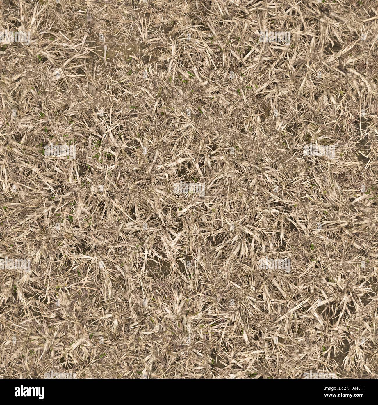 Dried grass texture background in summer from above Stock Photo - Alamy