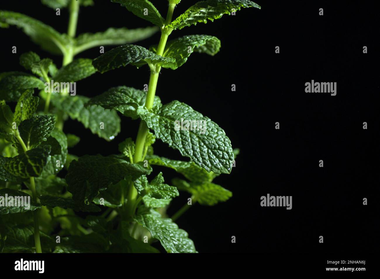 Green peppermint plant leaf in a branch Stock Photo - Alamy