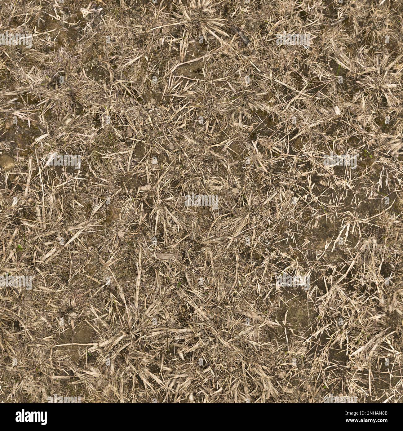 Dried grass texture seamless hi-res stock photography and images - Alamy