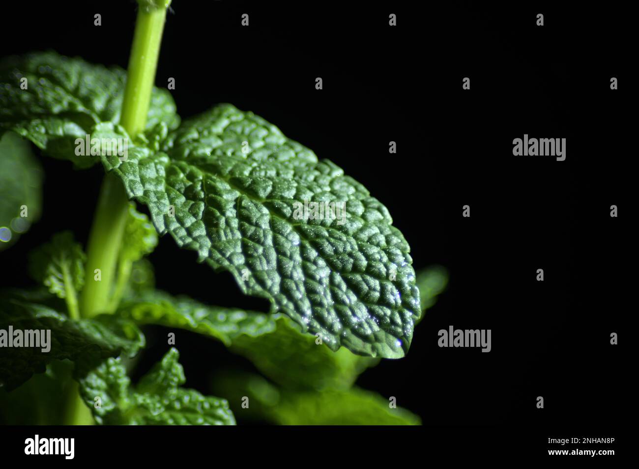 Green peppermint plant leaf Stock Photo - Alamy